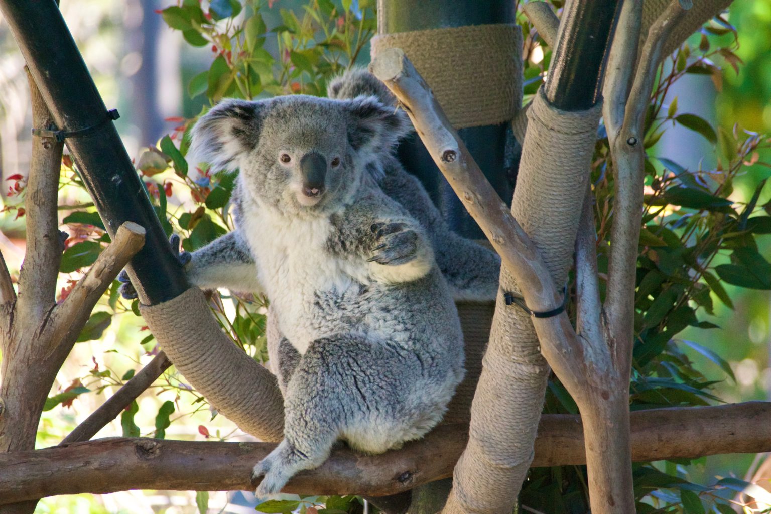 Computer Vision for Zoo Management: Learning from Animals’ Life ...